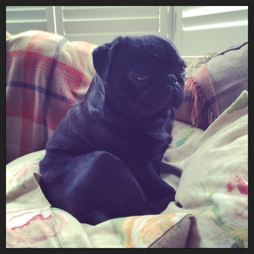 Brian and literary pugs – RocketFullOfPie